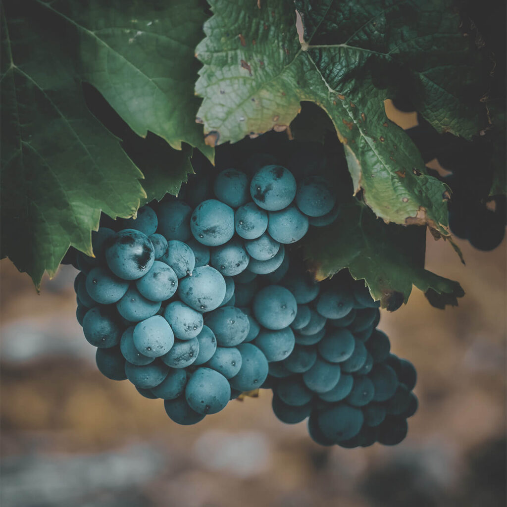 Primitivo Kitchen & Wine | Primitivo